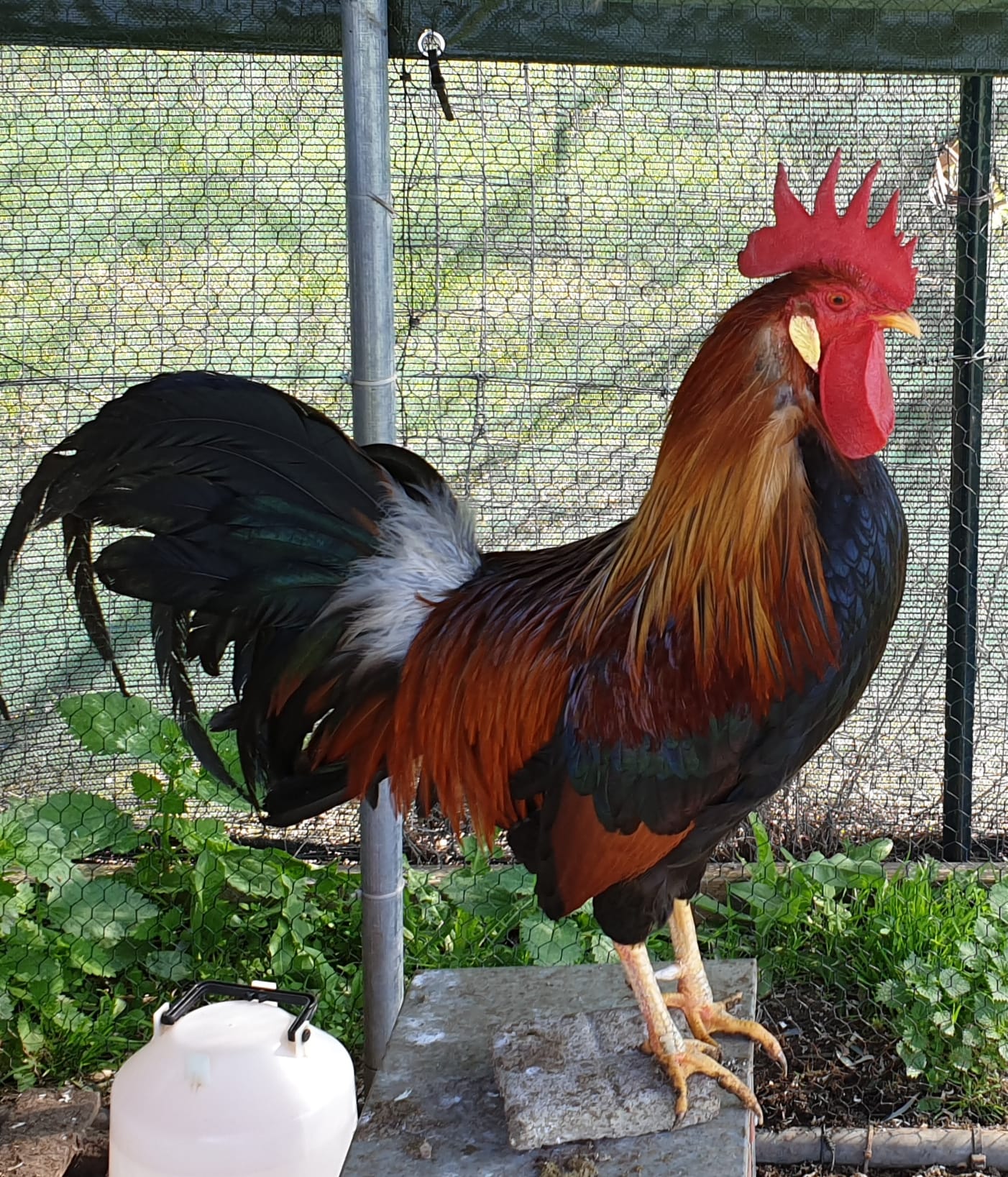 Razze allevate :: Associazione Avicoltori Apuani